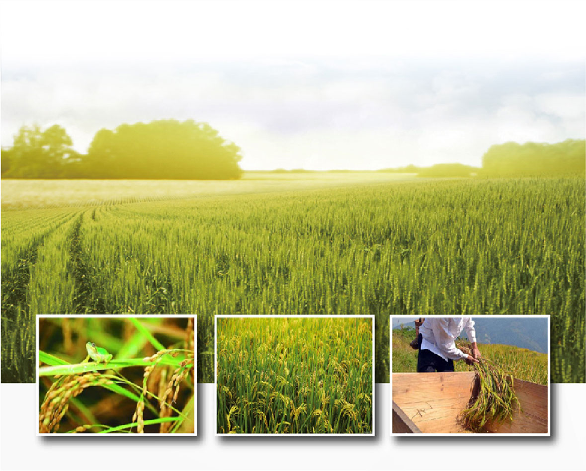 AlphaMeta - Bzzworld UK